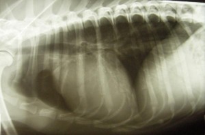 Stenosi polmonare nel cane: razze, sintomi e trattamento