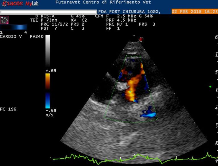 Dotto Arterioso di Botallo Pervio nel cane - Gli strani casi del Dr ...